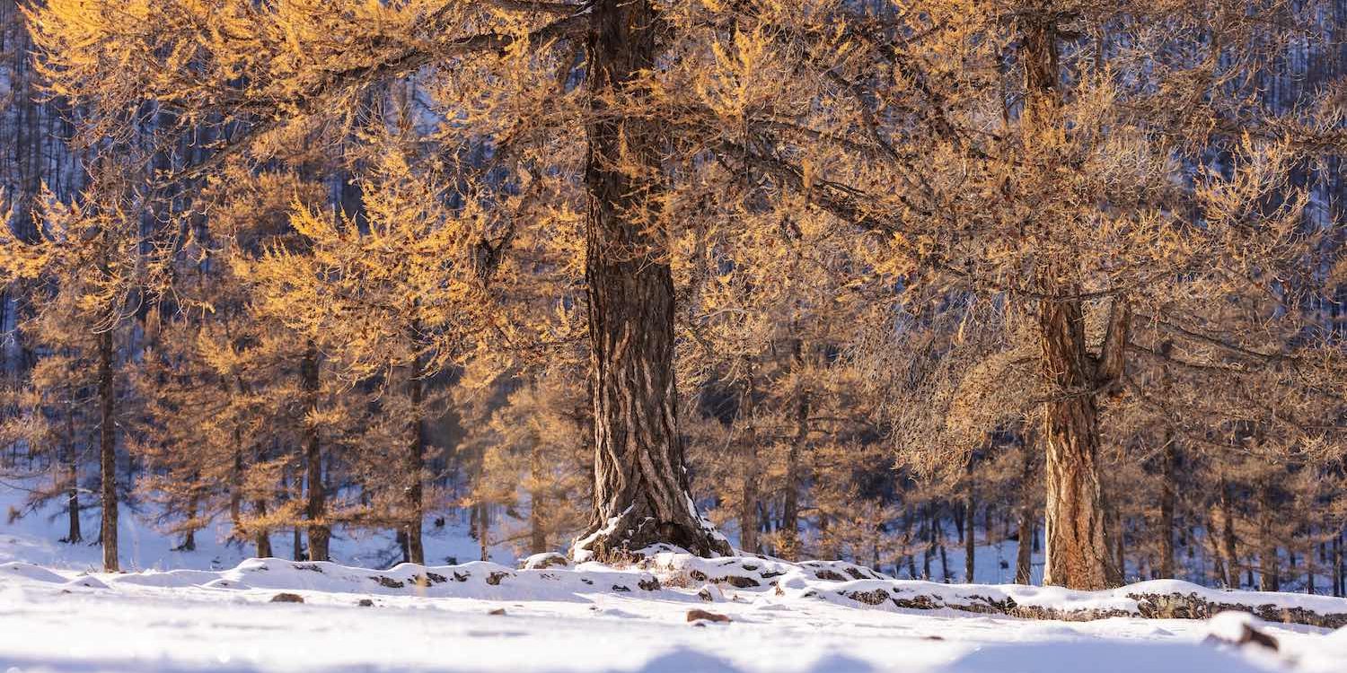 Legno di Larice - Segheria e Legnami Chiabotti